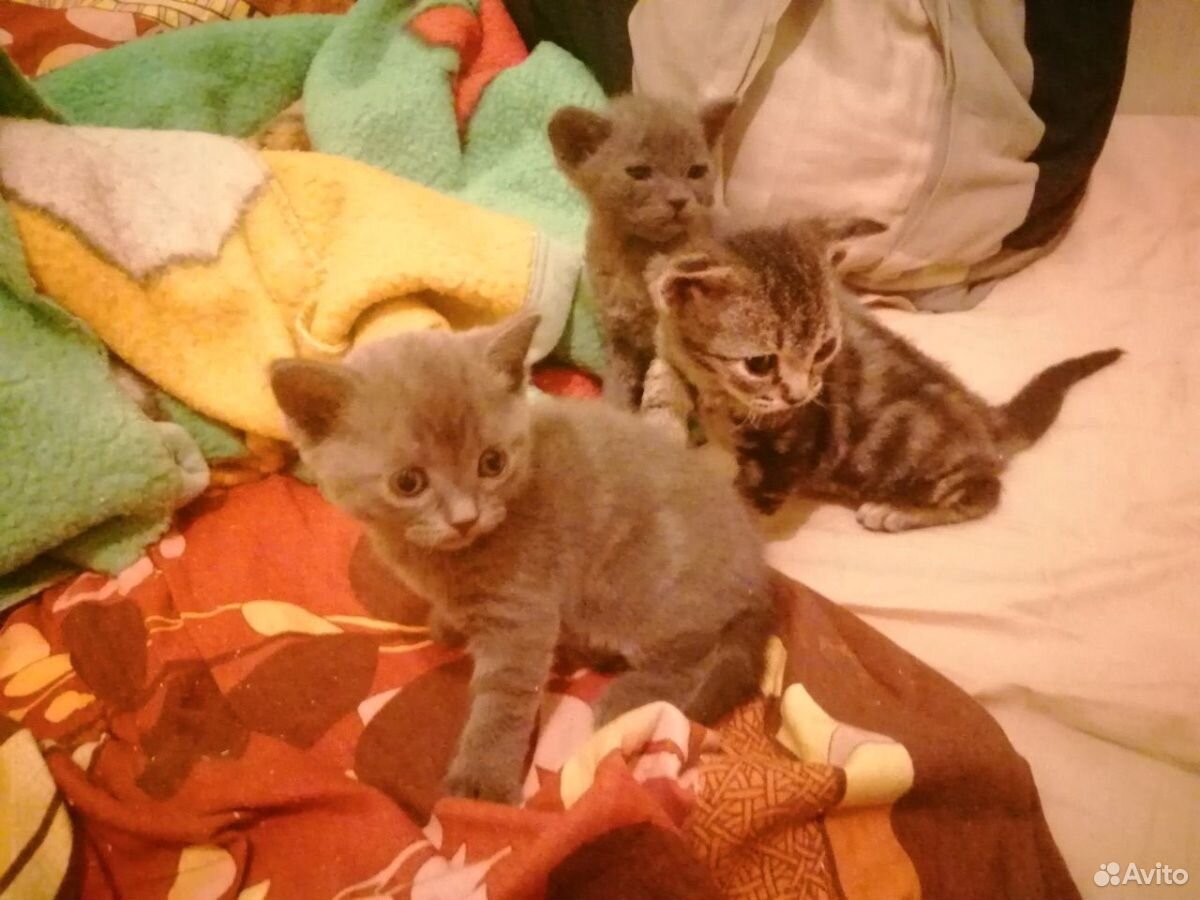 Котята сфинкса и шотландца