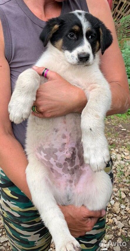 Крупные щенки