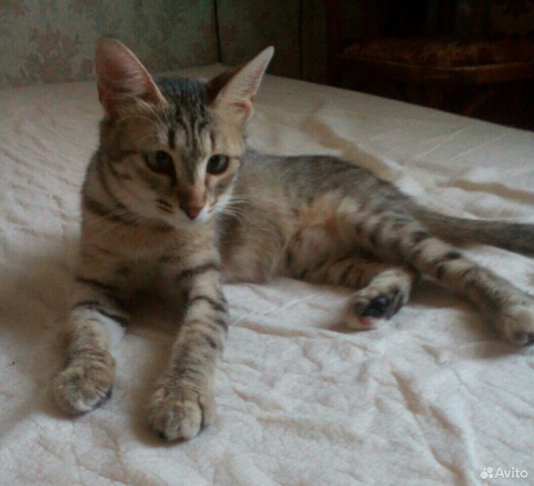 В добрые руки