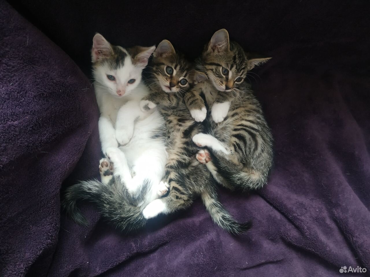 Букет котят