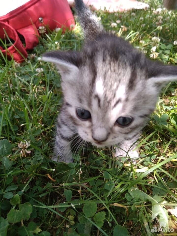Шотландские вислоухие котята 1 месяц