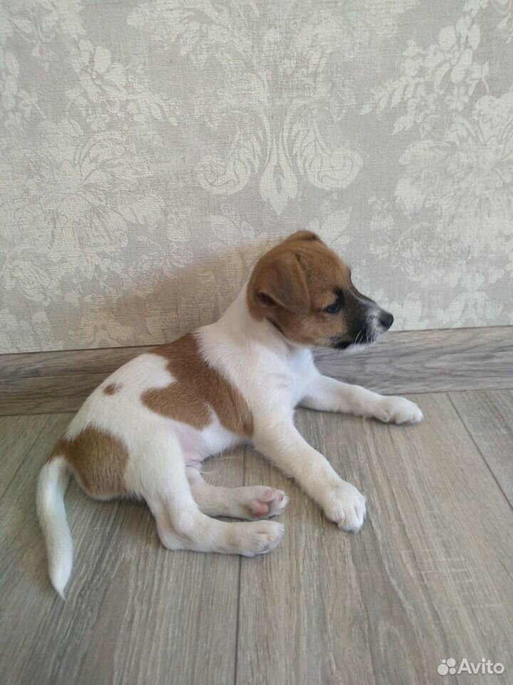 Продается щенок Джек Рассел Терьер