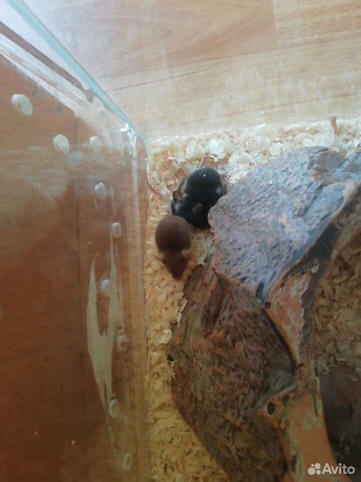 3 маленьких мышки