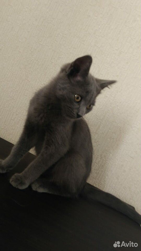 Котята британской кошки