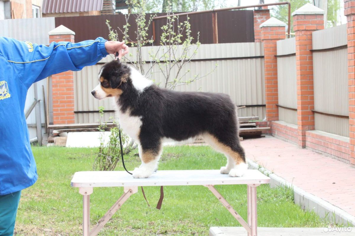 Австралийская овчарка