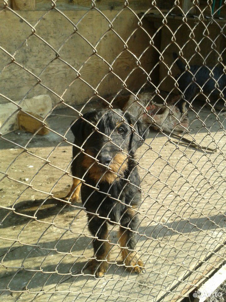 Продам ягдтерьера суку