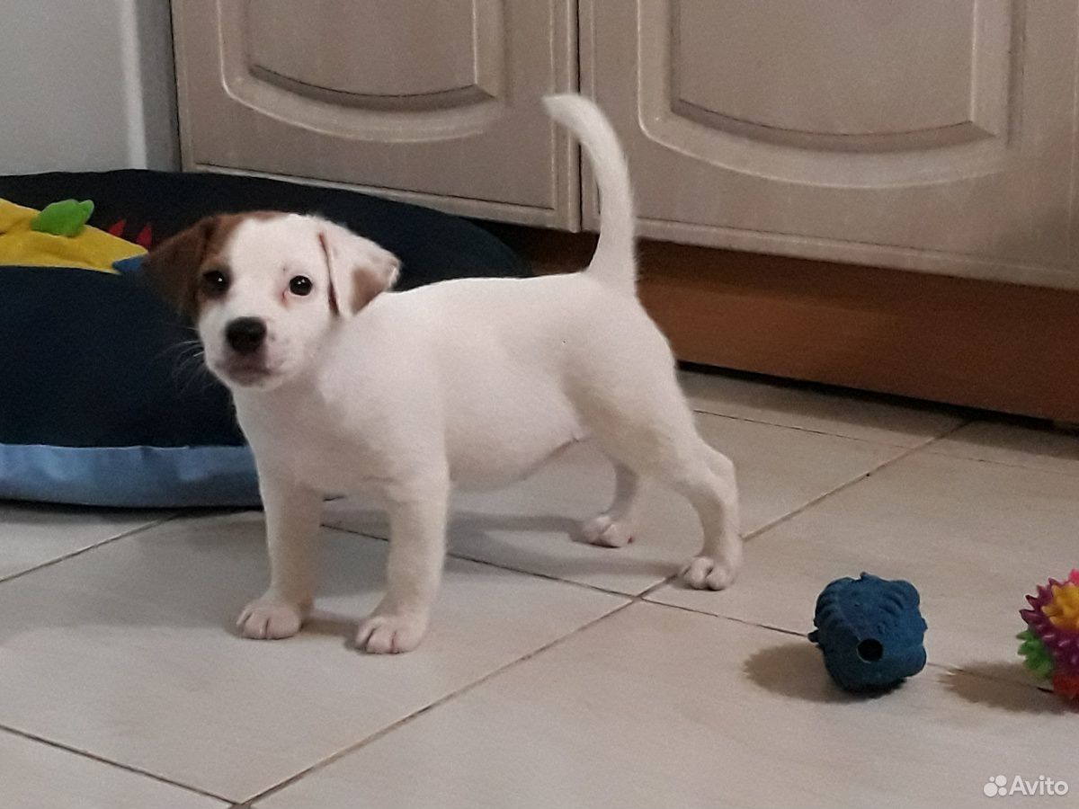 Мокси Микс Чинзано Асти