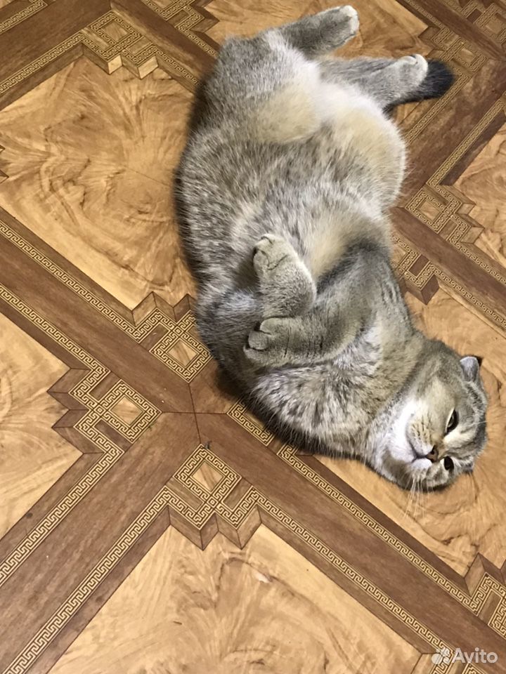 Красивая вислоушка ждёт жениха