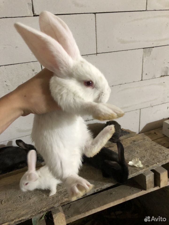 Крупные крольчата 1 месяц