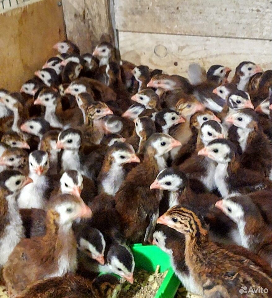 Цыпленок Цесарки