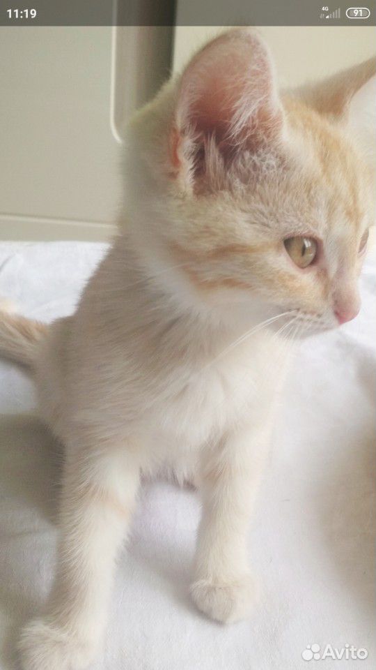 Бусинка 1,5 месяца