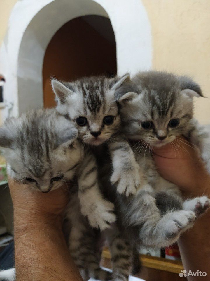 Продаются шотландские котята (2девочки и 1 мальчик