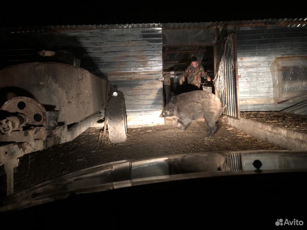 Дикий кабан