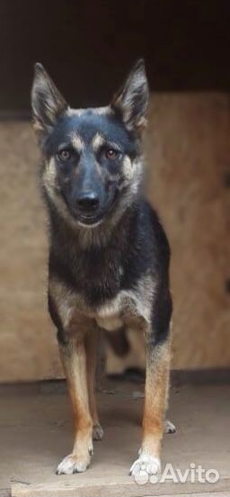 Собака в дом