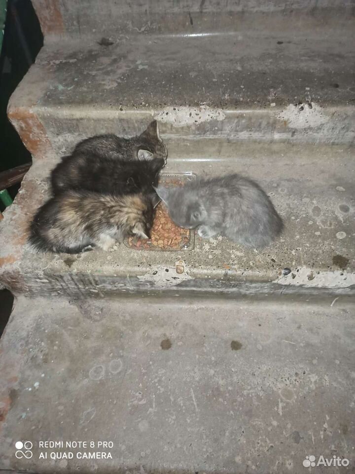 Котята пристрой