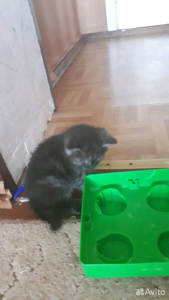 Кошка