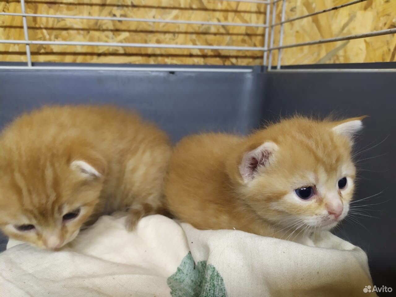 Котята метисы вислоушек