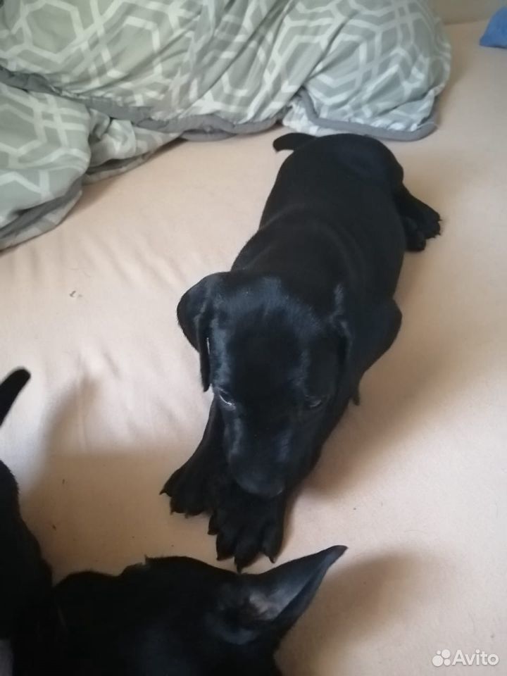 Щенки Курцхаар