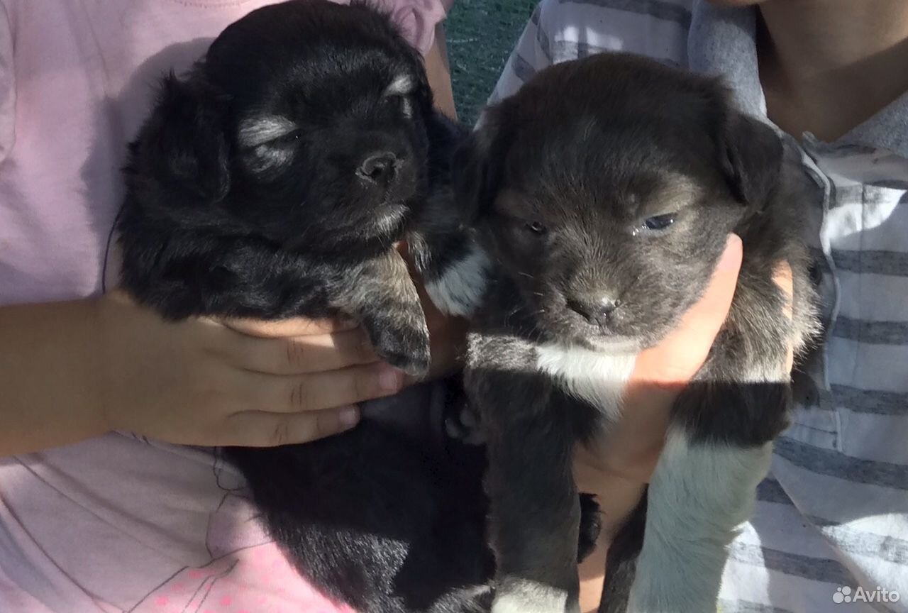 Щенки Цверга