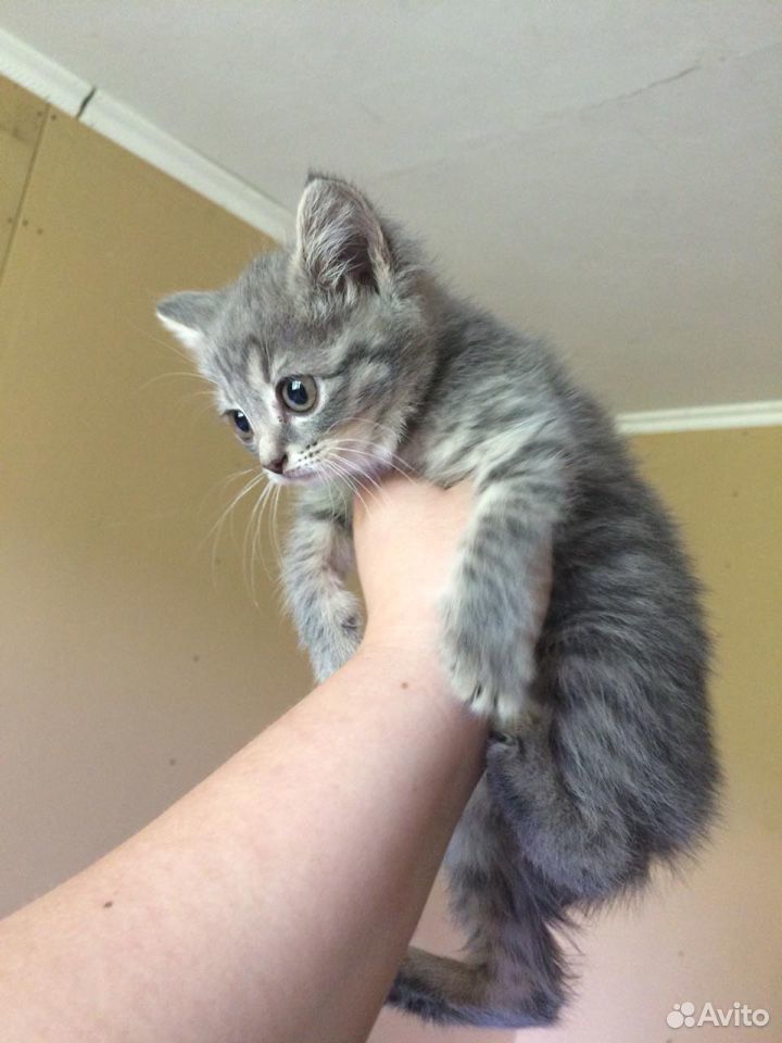 Смесь британца и шотландки. Котята, 2 месяца