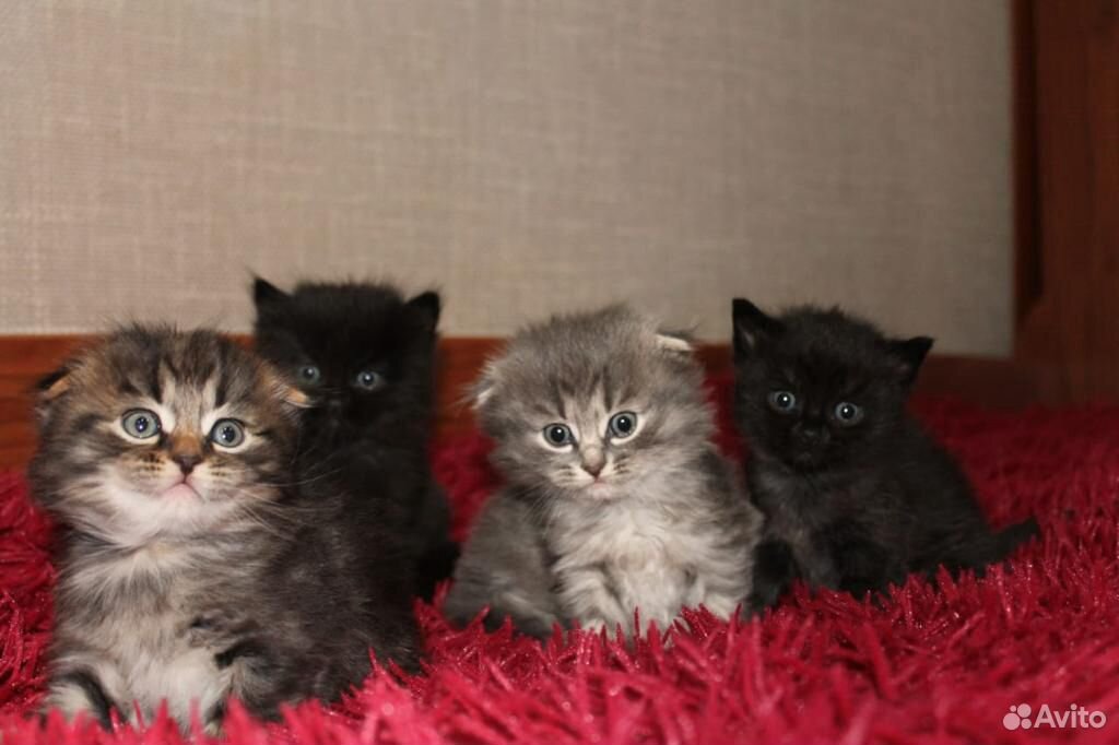Кошка котенок шотландская