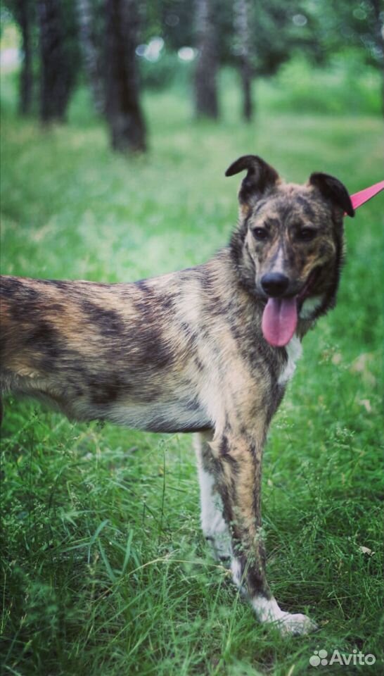 Собака Тигра 1 год в добрые руки