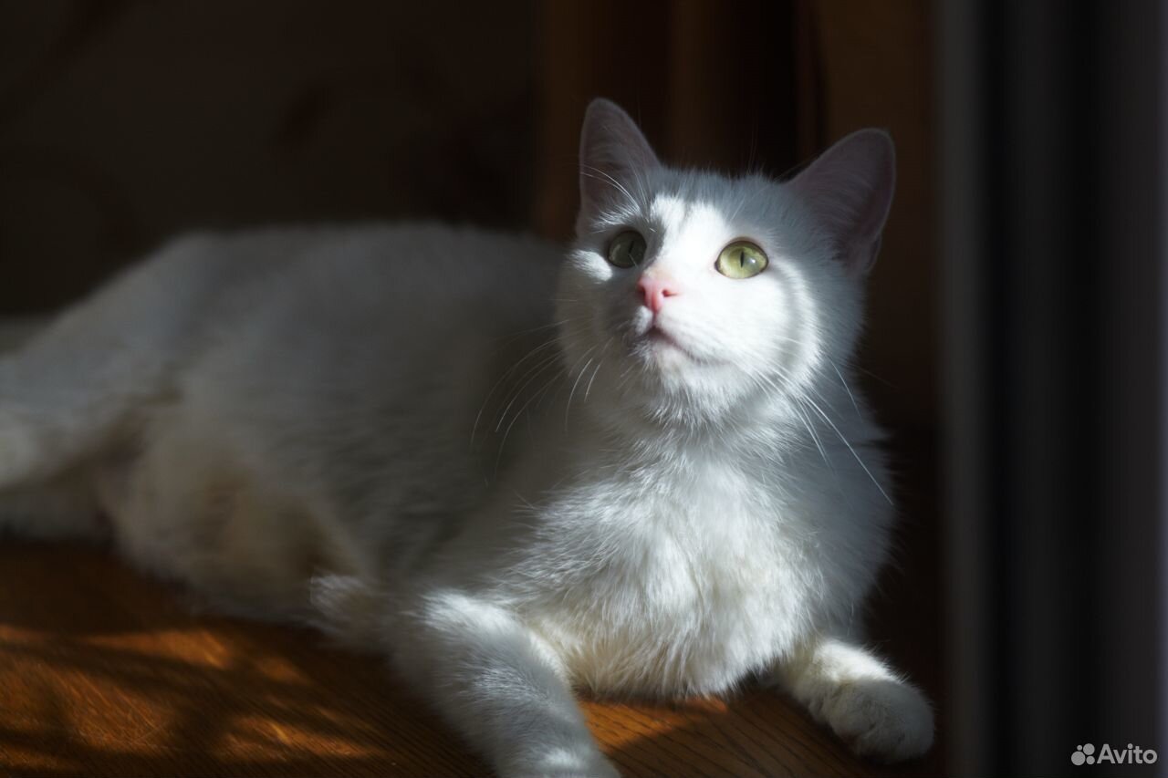 Кошка метис ангоры