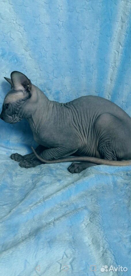 Кот чёрный солид