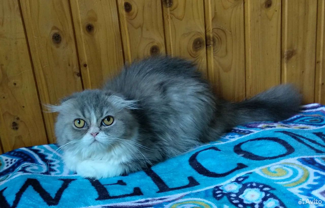 Чистокровный шотландский котик