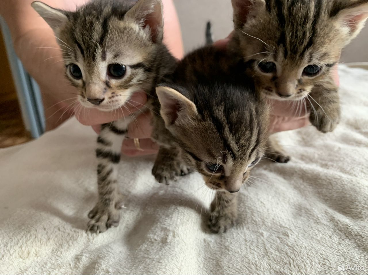 Бенгальские котята