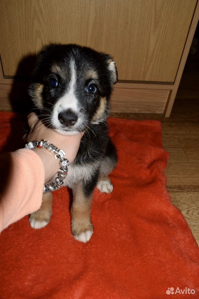 Щенок девочка 3 мес ищет дом