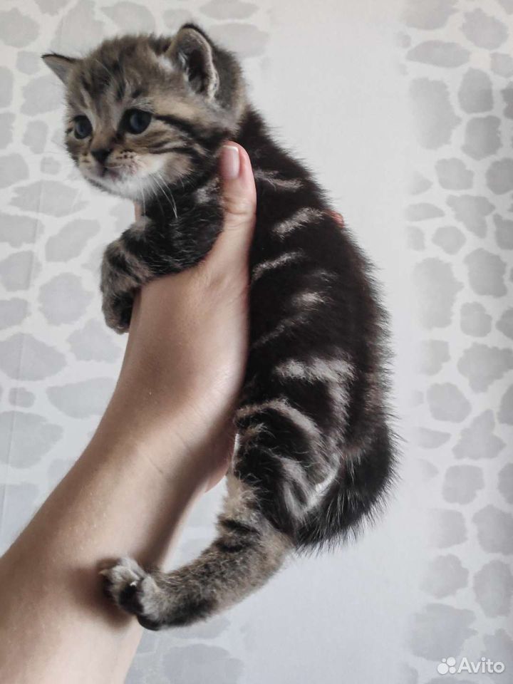 Шотландский котёнок мальчик