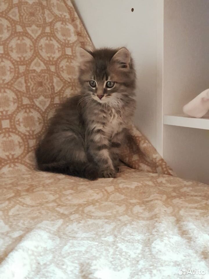 Нежное и пушистое облачко в поиске дома