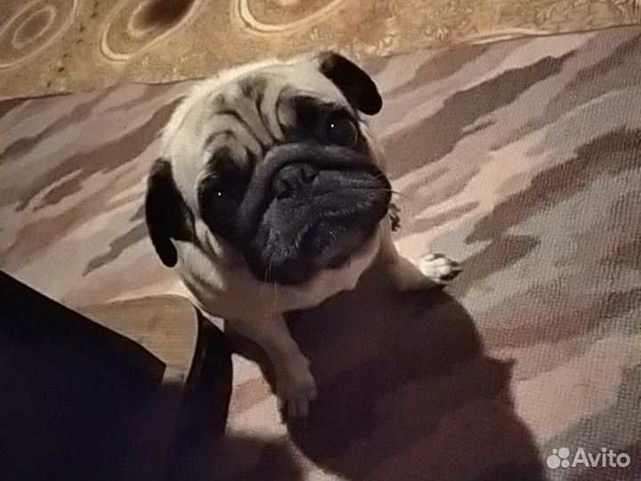 Отдаем мопса бесплатно в добрые руки