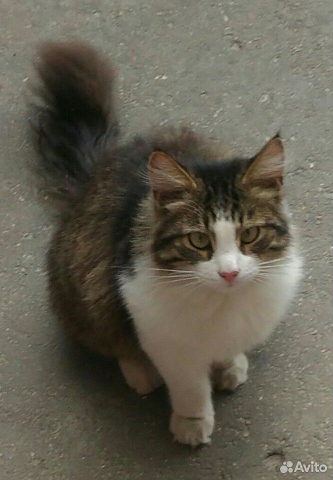 Котодети из приюта ищут своих родителей