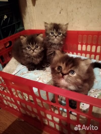 Персюшки