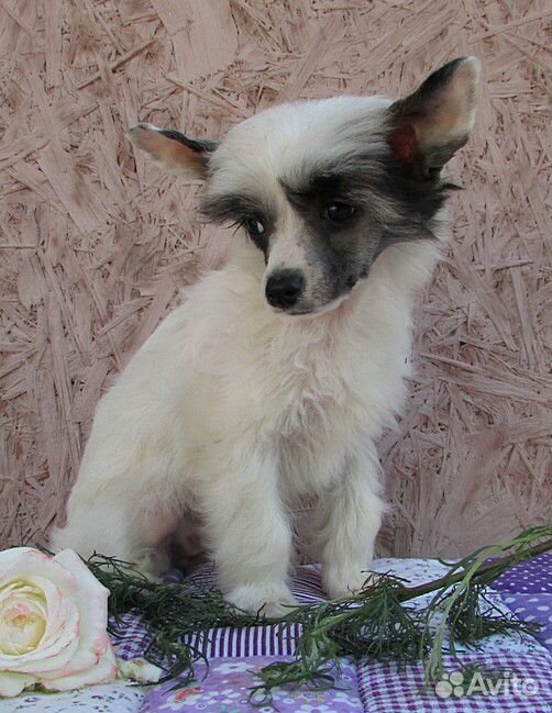 Маленькая пуховочка