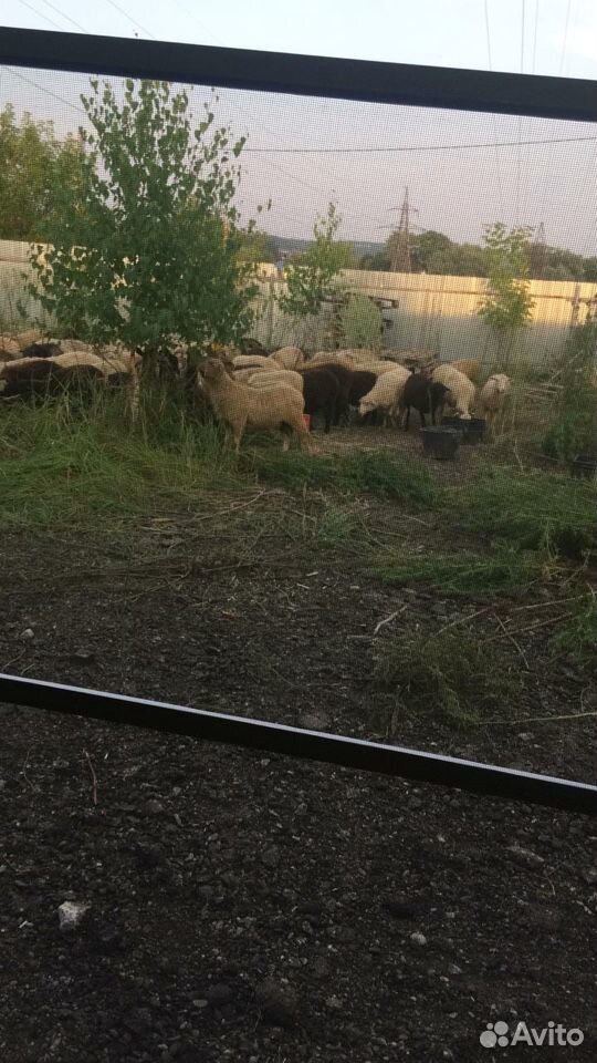 Барашки- овечки на курбан