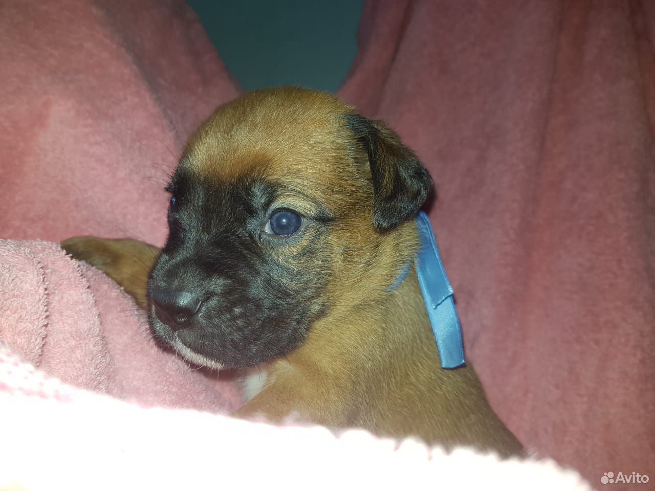 Щенки немецкого боксёра и немецкой овчарки