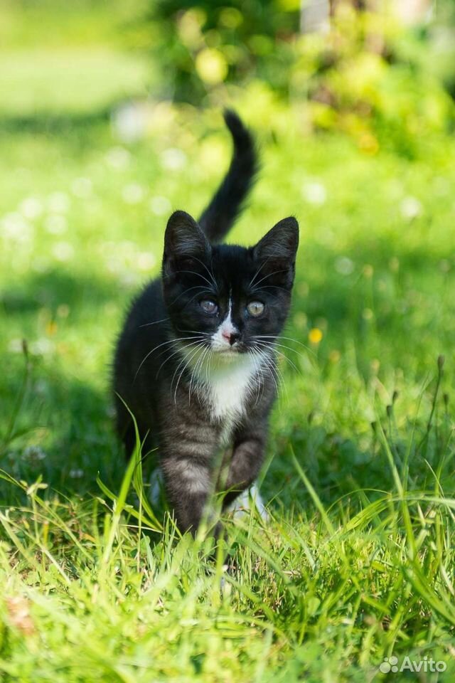 Котенок Мишель