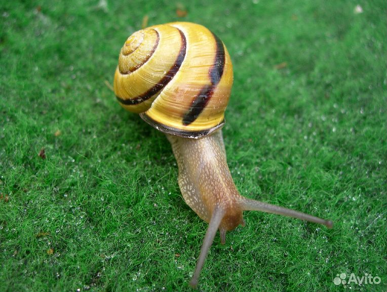 Пёстрая улитка (cepaea hortensis)