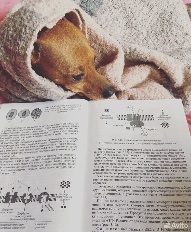 Вязка той Терьер