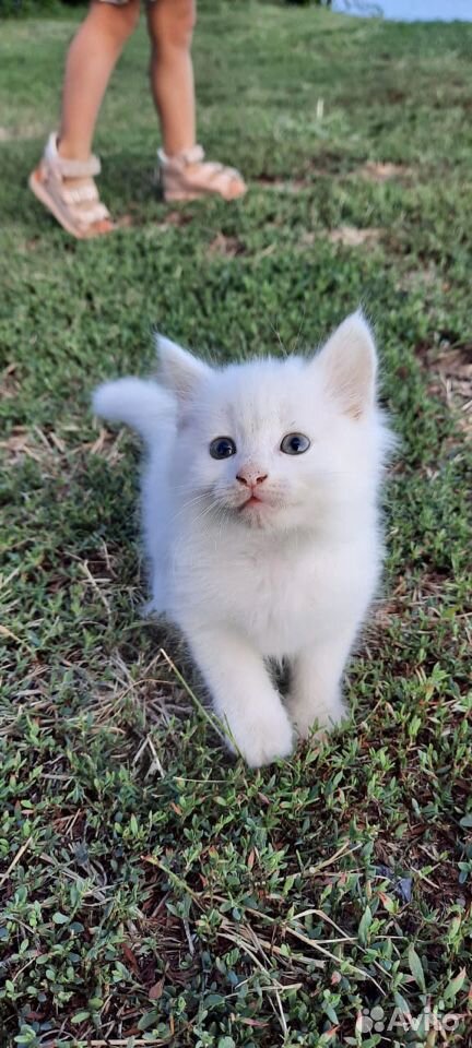 Котенок