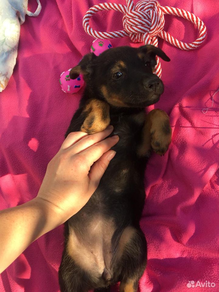 Ищет дом щенок мелкой Собачки Кайла