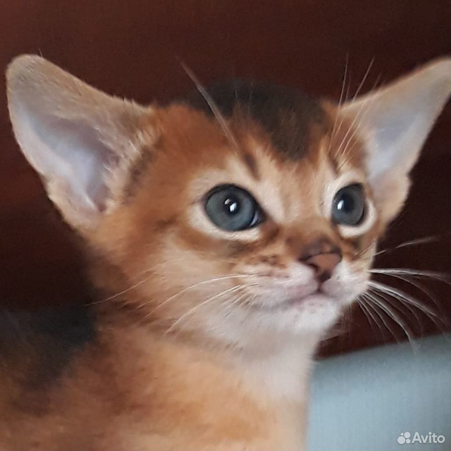 Абиссинские котята
