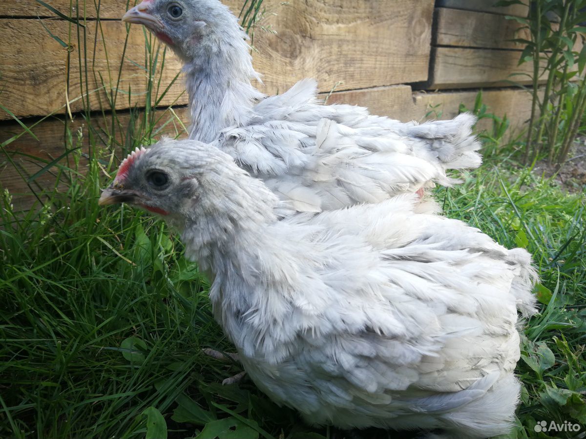 Цыплята лавандового Орпингтона