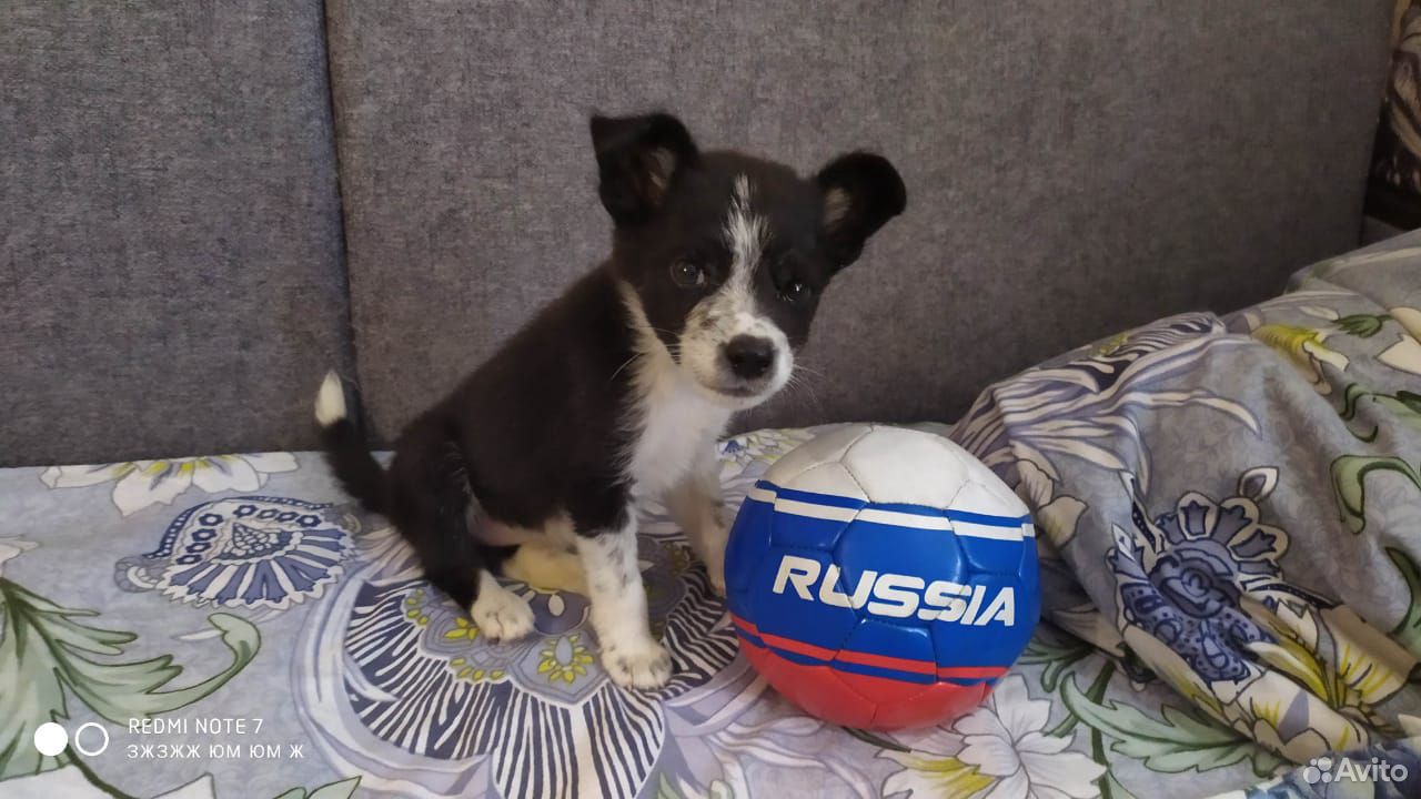 SOS Малышке Дуне нужен хозяин