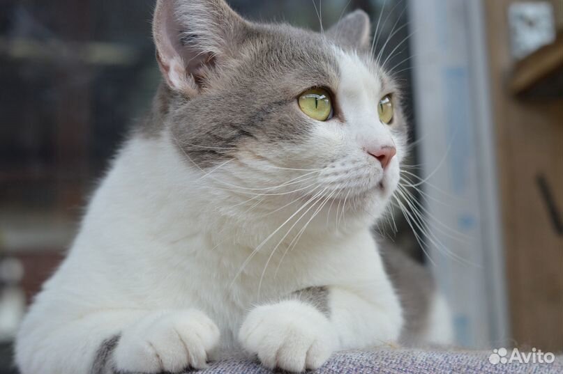 Бархатный кот Тимоша