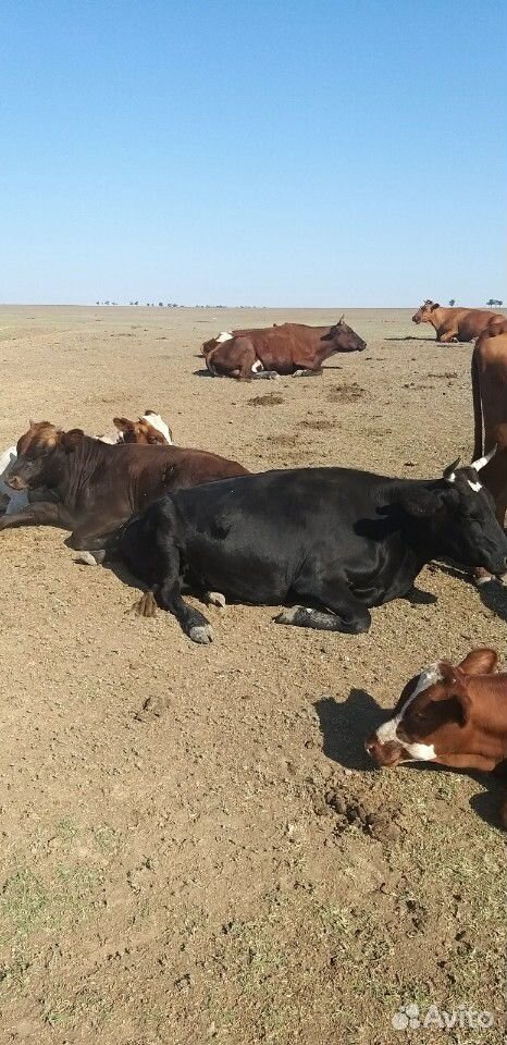 2 стельных коровы бычок и телочка по 9 месяцев