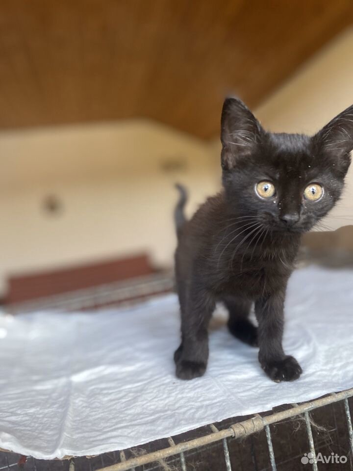 Кроха Бэтмен ищет дом